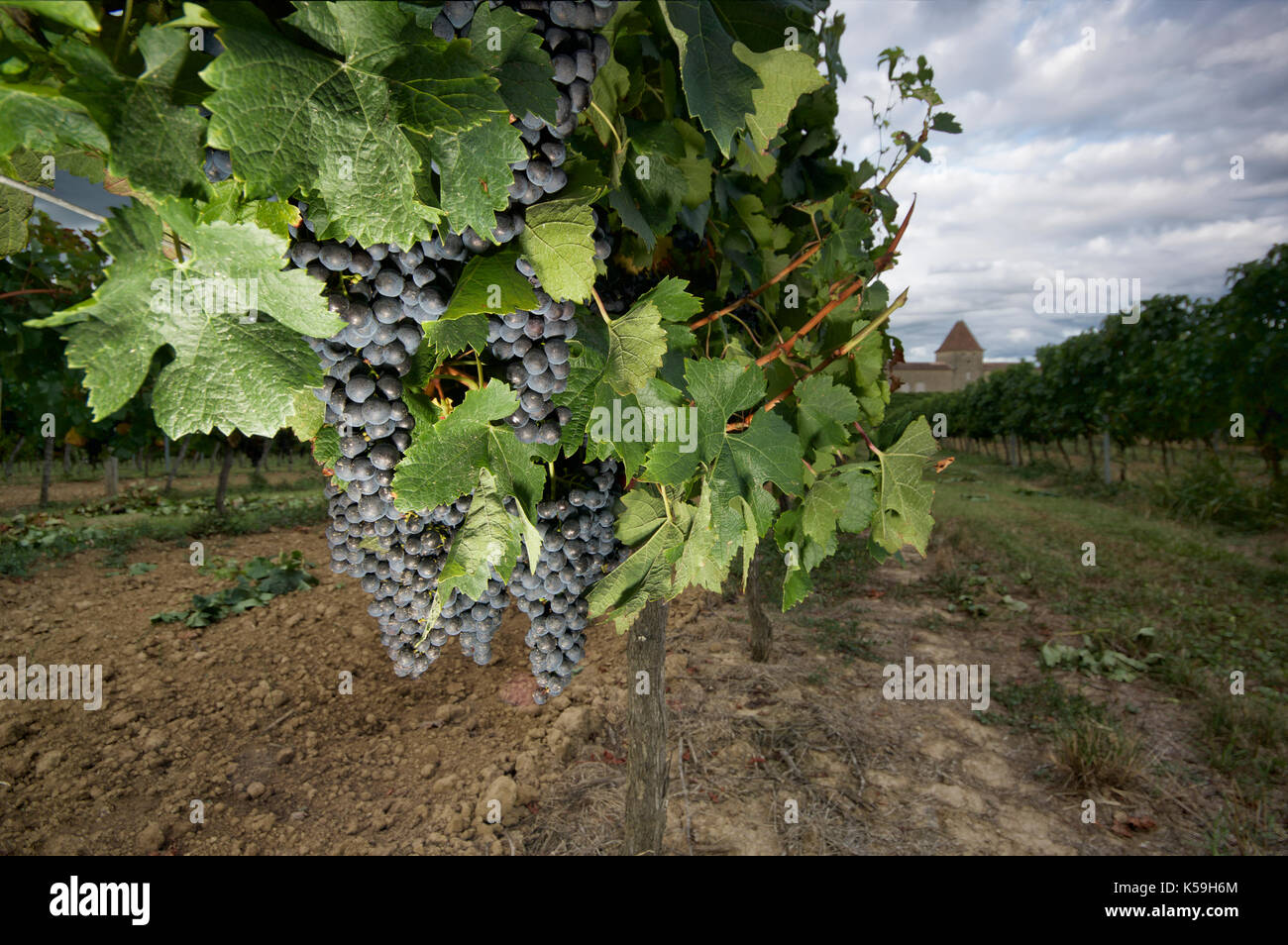 Grapes growing in a St-Emilion vinyard, France Stock Photo - Alamy