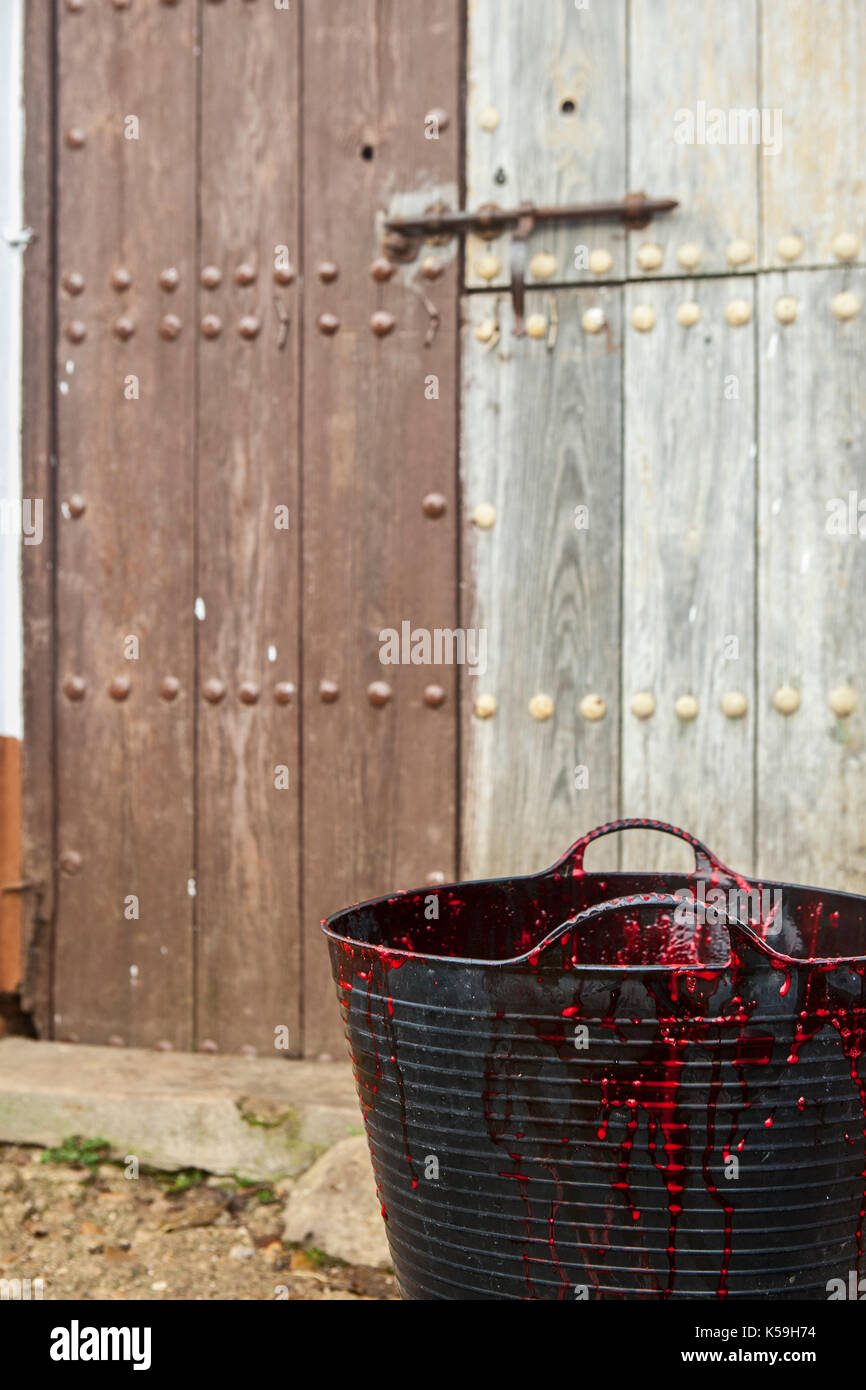 Bucket for gather the blood. Traditional home slaughtering in a rural ...