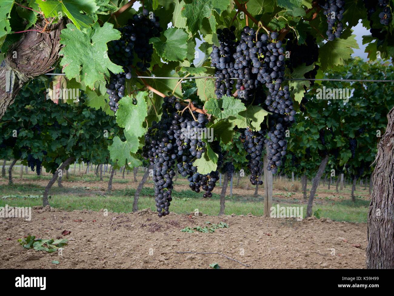 Grapes growing in a St-Emilion vinyard, France Stock Photo - Alamy