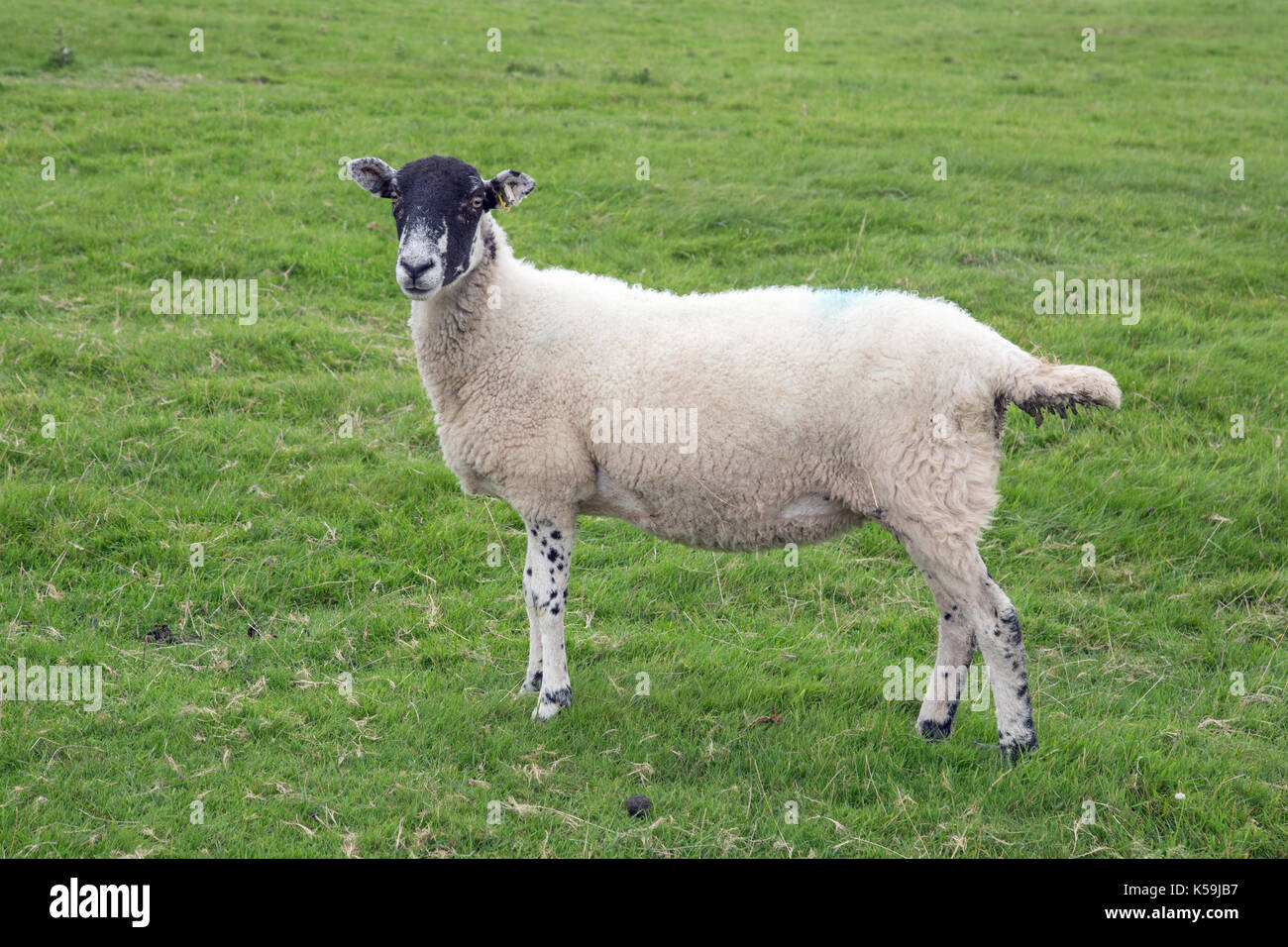 Branded Sheep Stock Photos & Branded Sheep Stock Images - Alamy