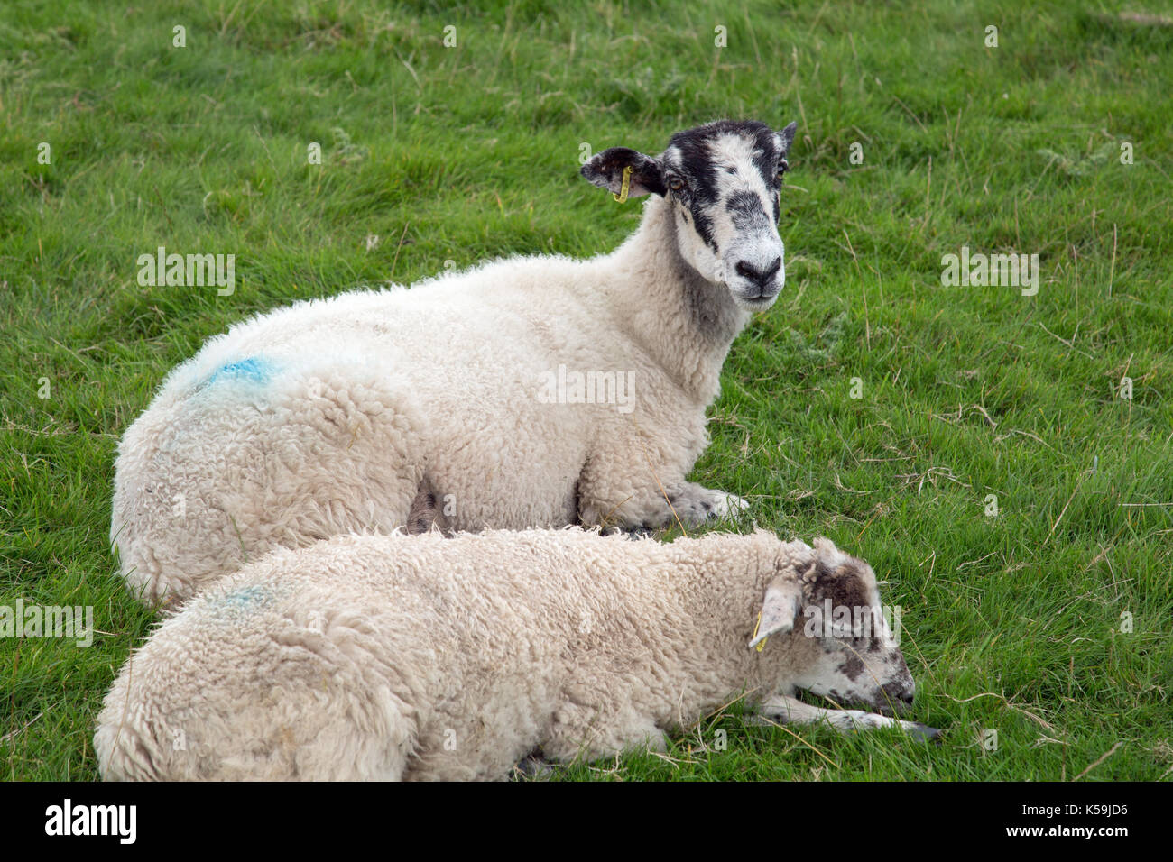 Blue marked sheep hi-res stock photography and images - Alamy
