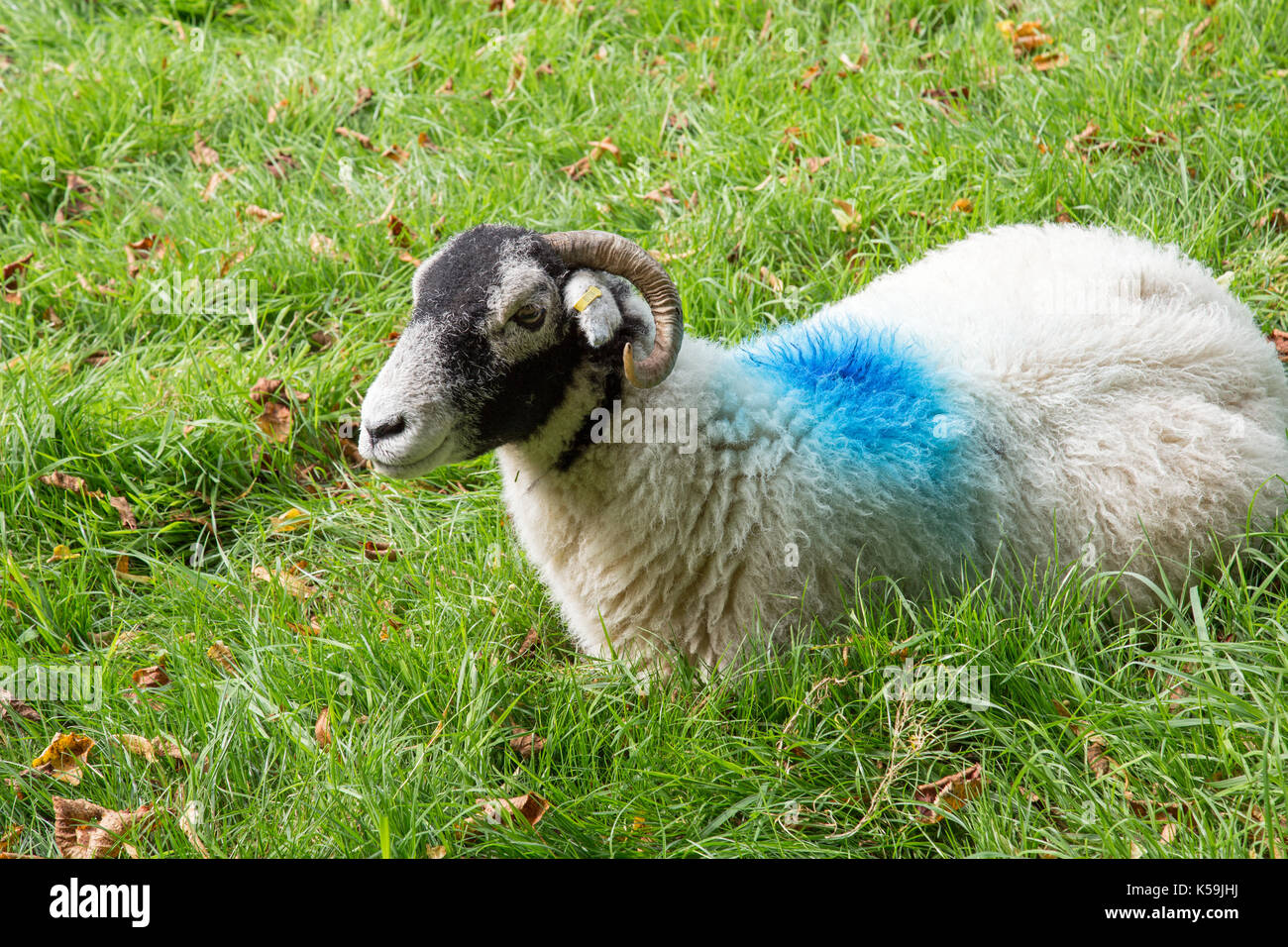 Nervous sheep hi-res stock photography and images - Alamy