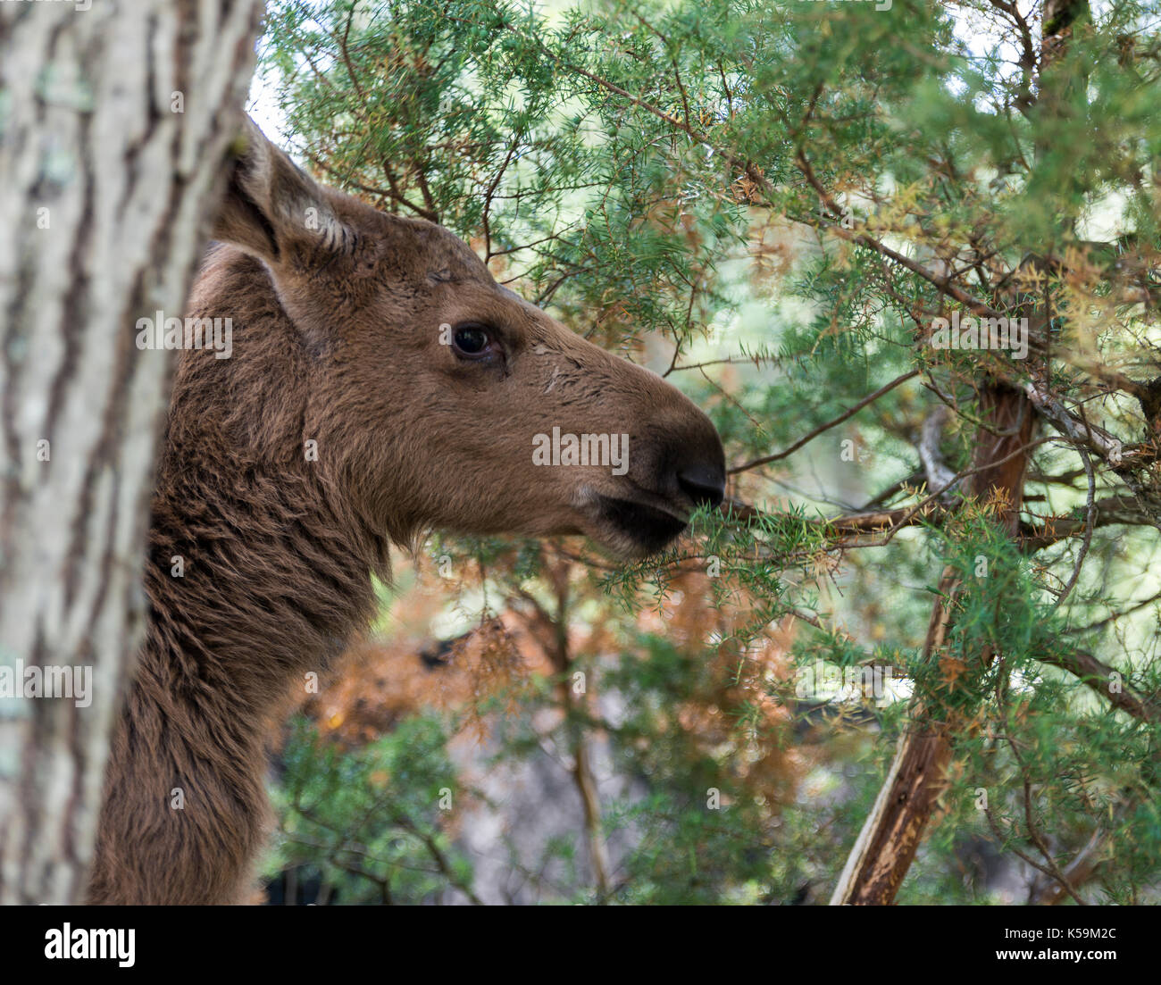 Moose in bushes hi-res stock photography and images - Alamy