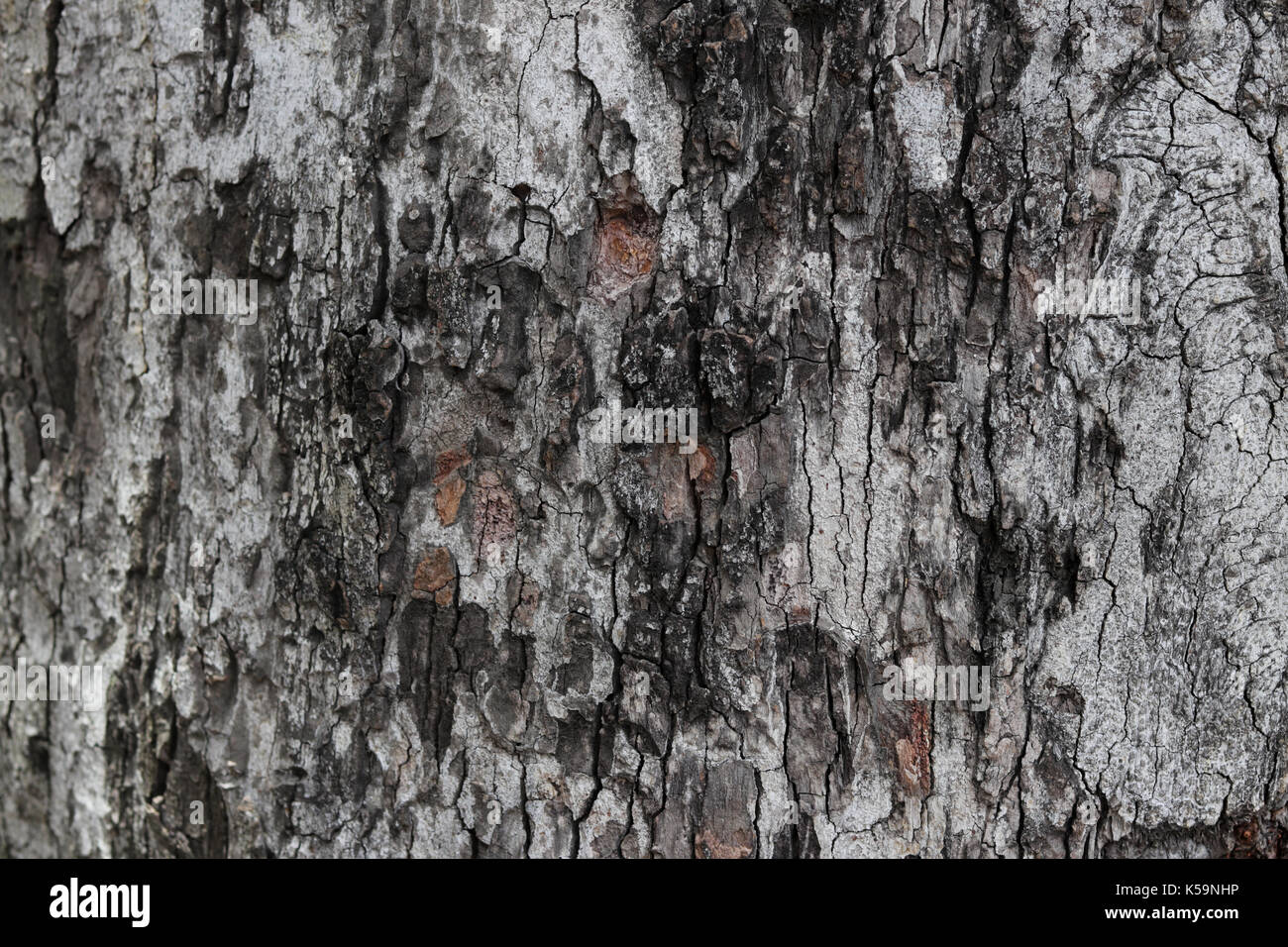 Tree bark abstract background, Trunk texture Stock Photo - Alamy