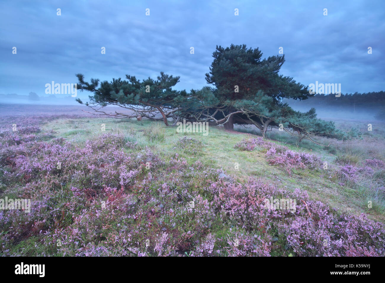 pine tree surrounded with pink heather flowers Stock Photo - Alamy