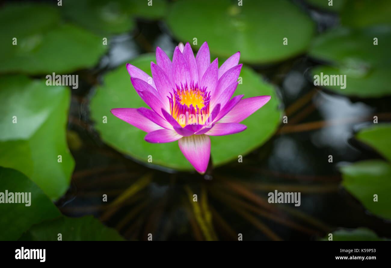 Pond nymphaeaceae hi-res stock photography and images - Alamy