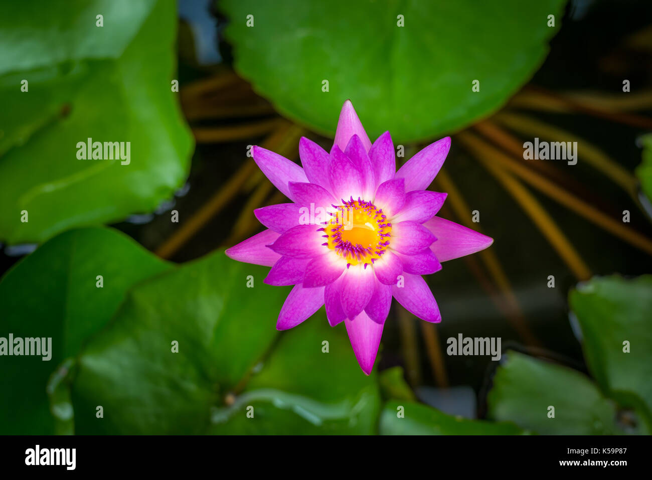 Elegant water lily nymphaeaceae hi-res stock photography and images - Alamy