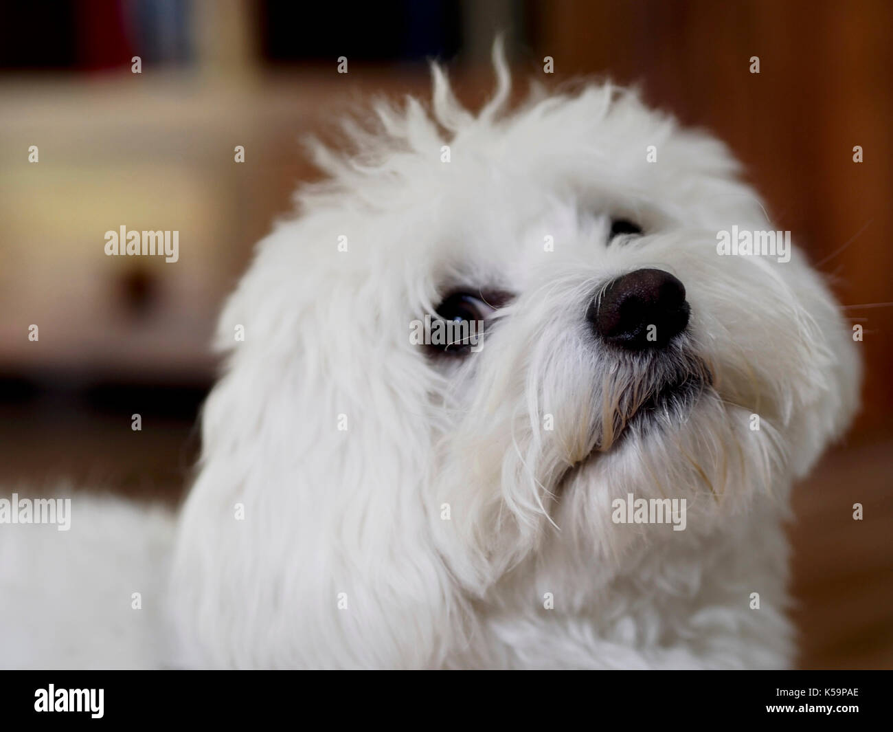 Bichon maltes hi-res stock photography and images - Alamy