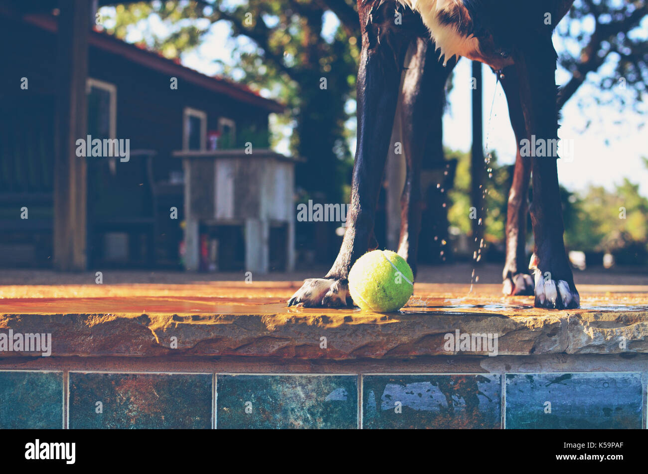 Dog dripping hi-res stock photography and images - Alamy