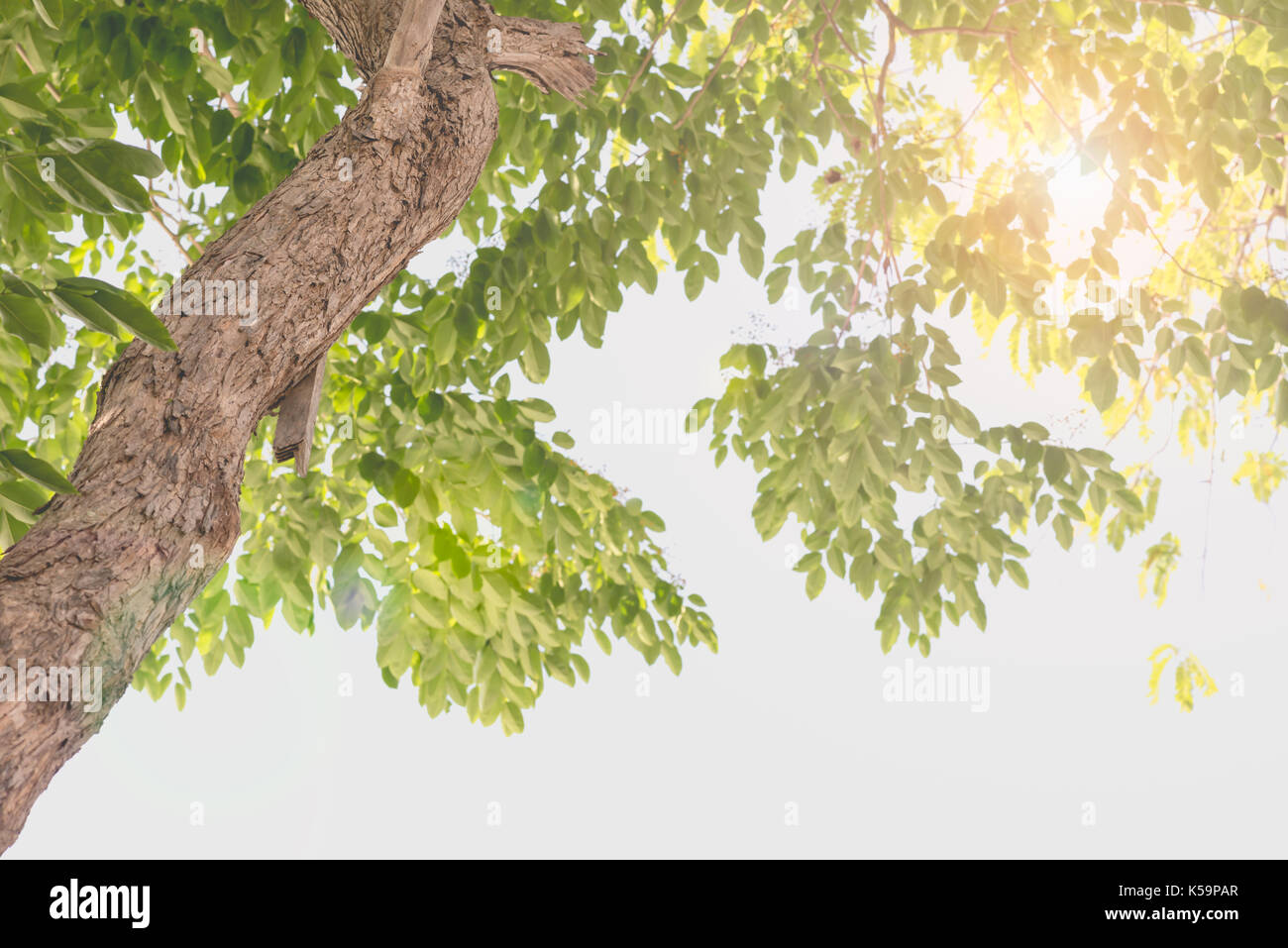Looking up tall aspen trees hi-res stock photography and images - Alamy