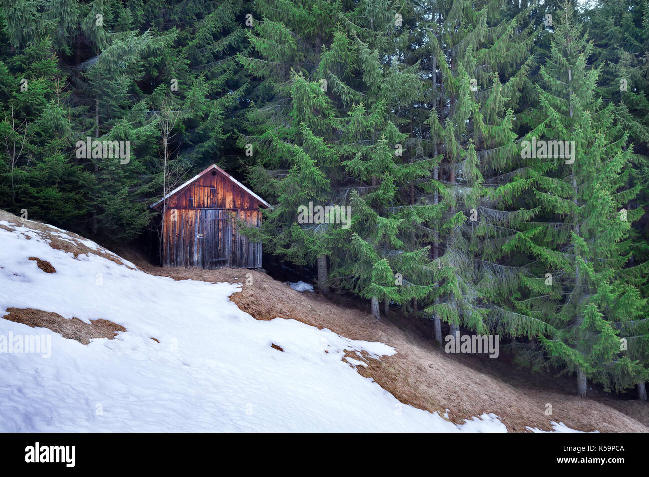wooden hut in the winter evergreen forest Stock Photo - Alamy