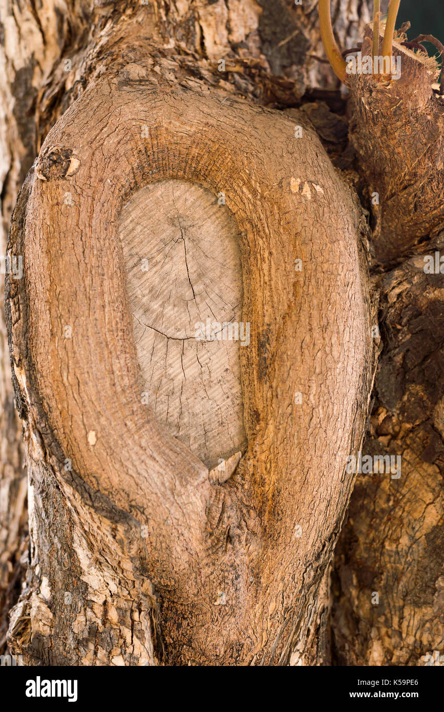 Annual ring hi-res stock photography and images - Alamy