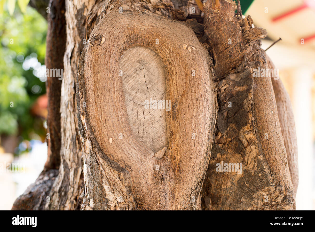 tree annual ring Stock Photo - Alamy