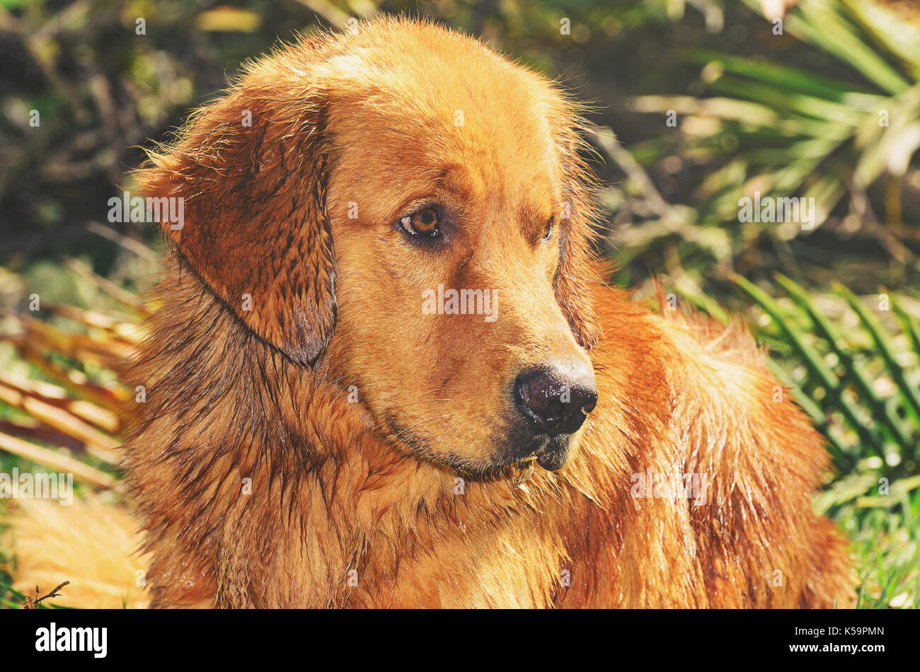 Wet Golden Retriever dog with sad and apprehensive look, looking to the ...