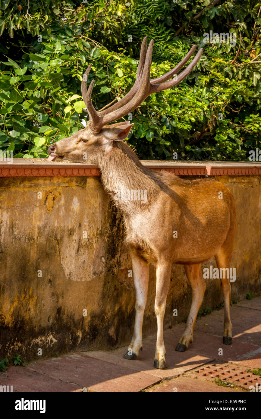 Indian stag licking salt from a temple wall Stock Photo - Alamy