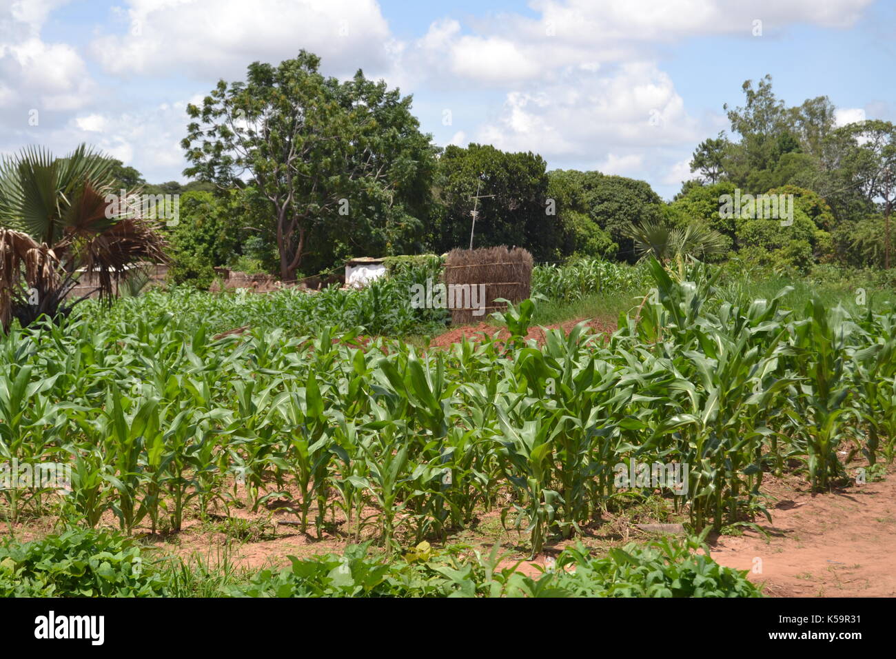 Maize barn hi-res stock photography and images - Alamy
