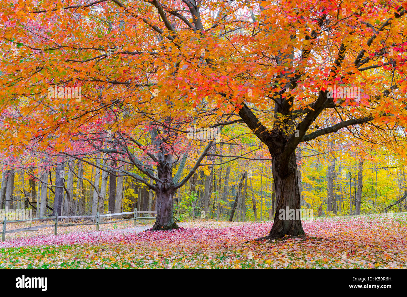 Maple trees in full fall colors at Potato Creek State Park in North ...