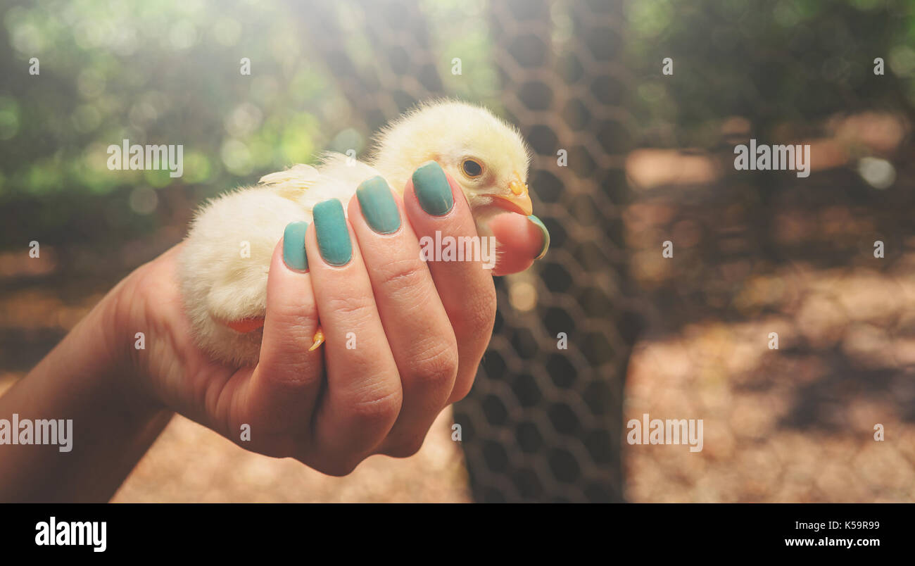 Hand holding baby chick hi-res stock photography and images - Alamy