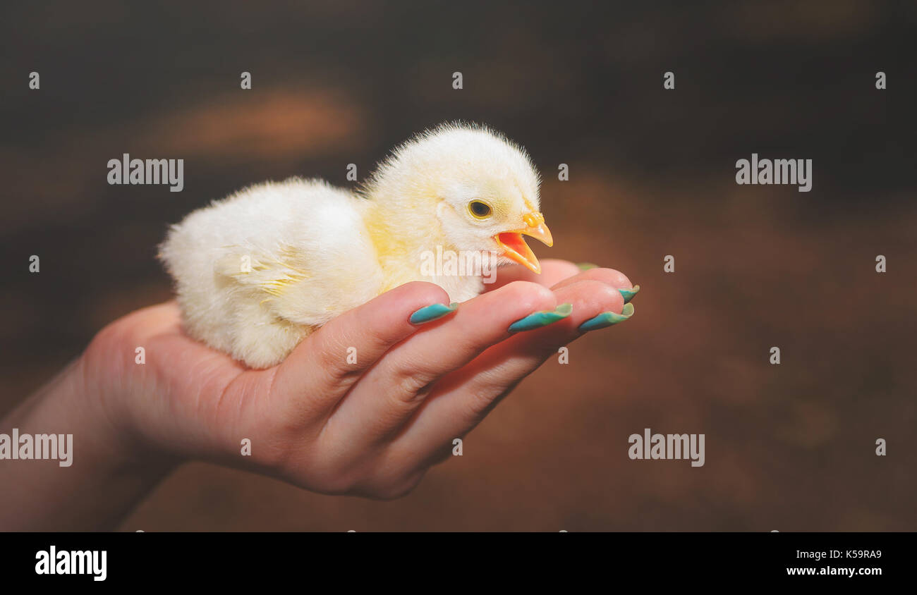 Hand holding baby chick hi-res stock photography and images - Alamy