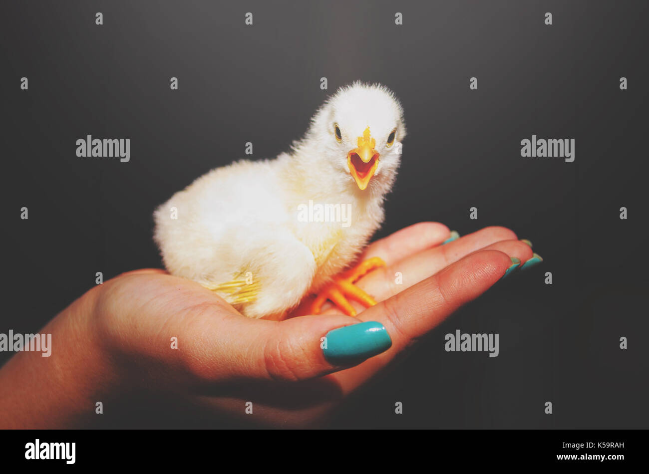Woman's hand holding a yellow chick. Young chickens baby with soft ...