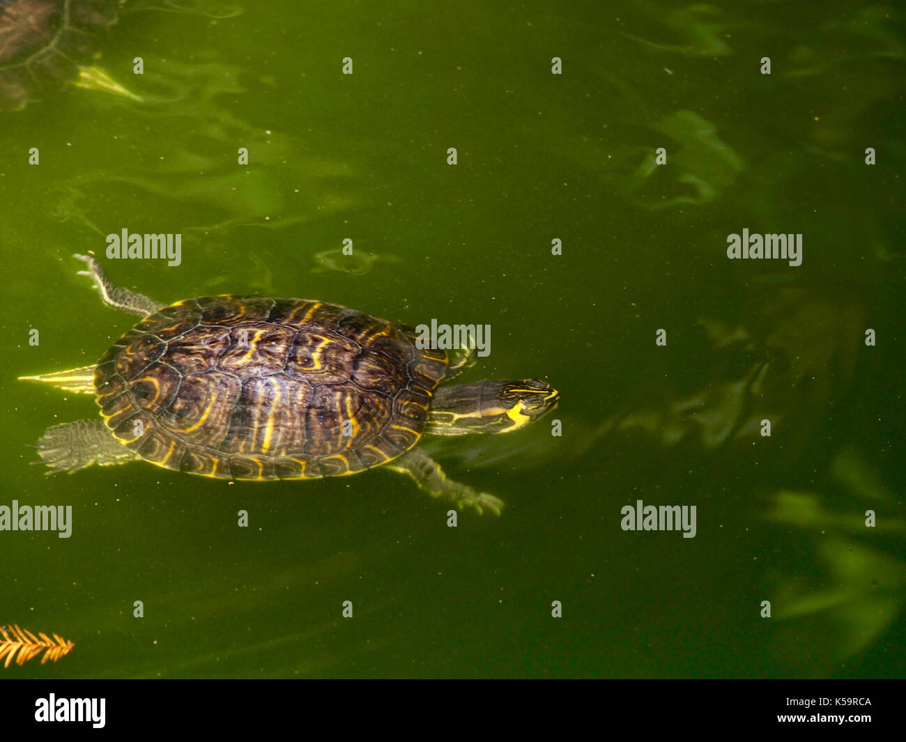Turtles in a pond Stock Photo - Alamy