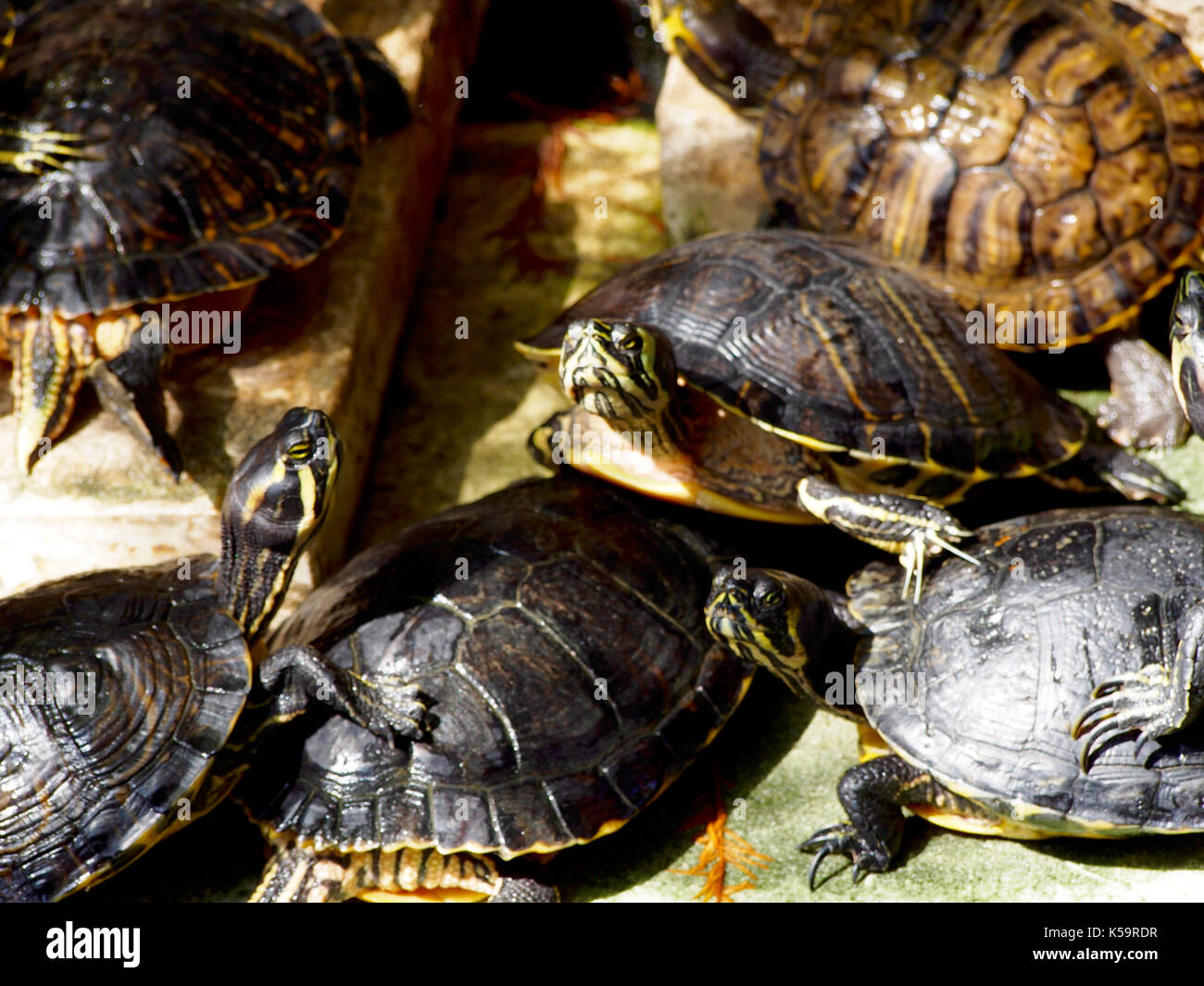 Turtles in a pond Stock Photo - Alamy