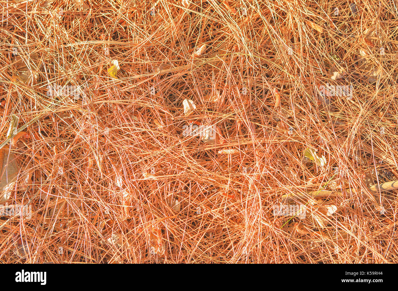 Closeup twigs dry leaves hi-res stock photography and images - Alamy