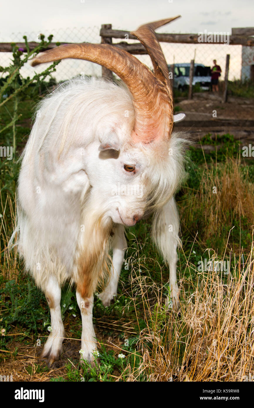 The angry he-goat. The angry he-goat is on a farm Stock Photo - Alamy