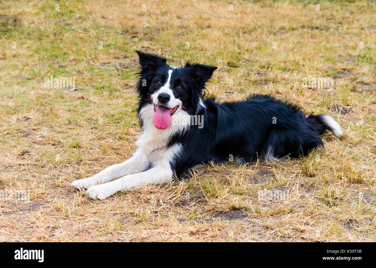 Border Collie smiles. The Border Collie lies on the grass in the park ...