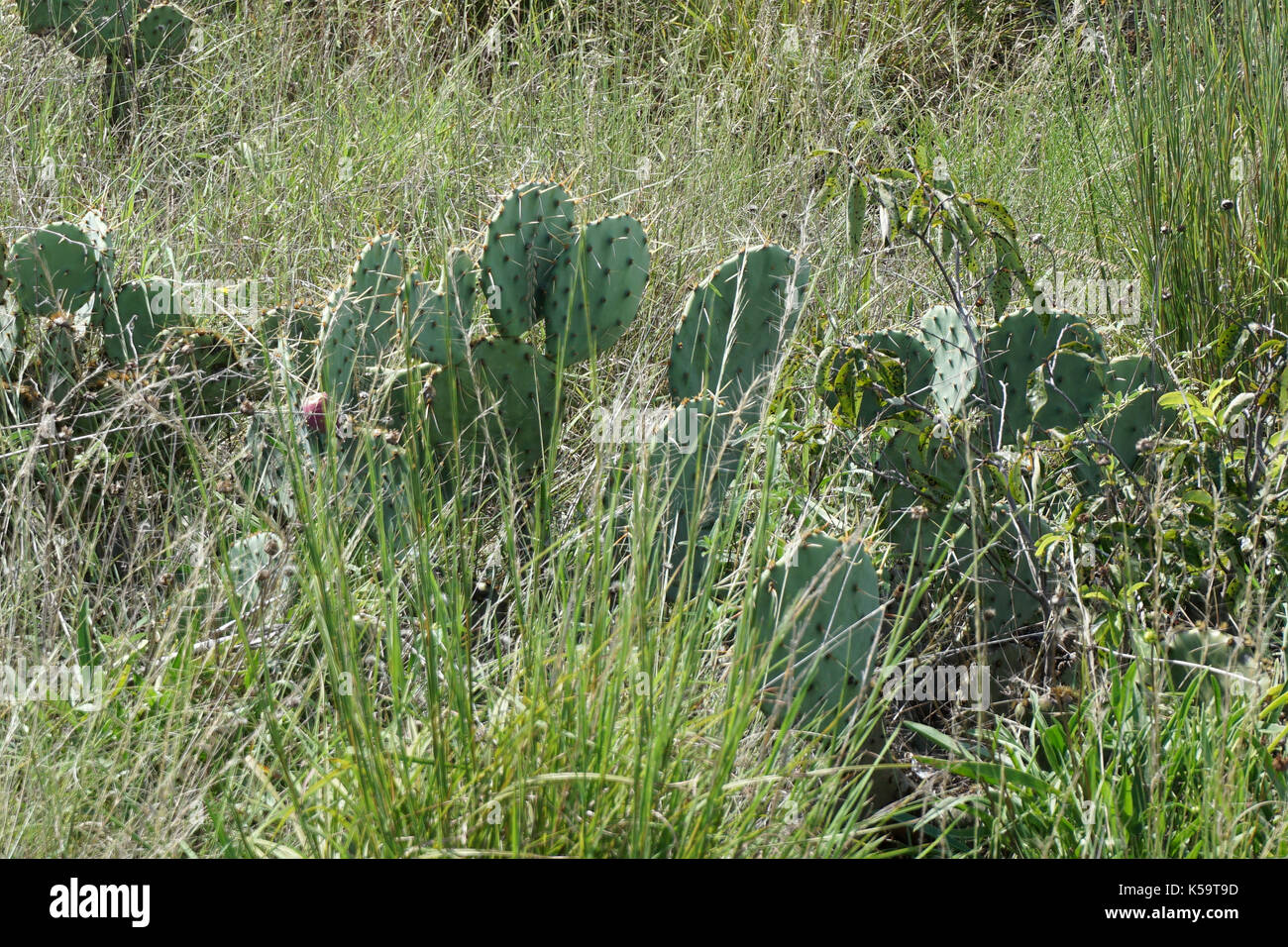 Group of cactus hi-res stock photography and images - Alamy