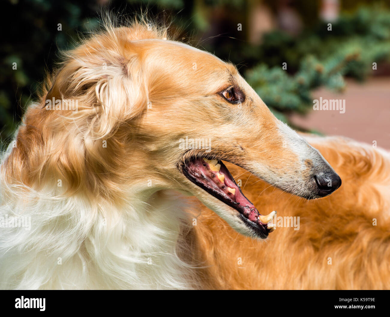 Borzoi Russian side portrait. The Borzoi Russian dog is on the green ...