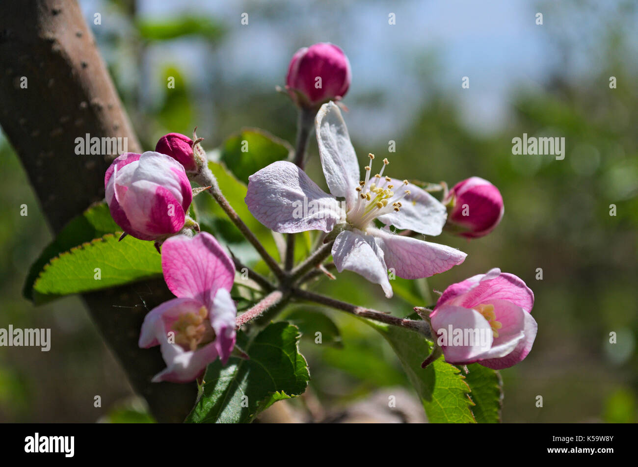Blooming apple tree flower hi-res stock photography and images - Alamy