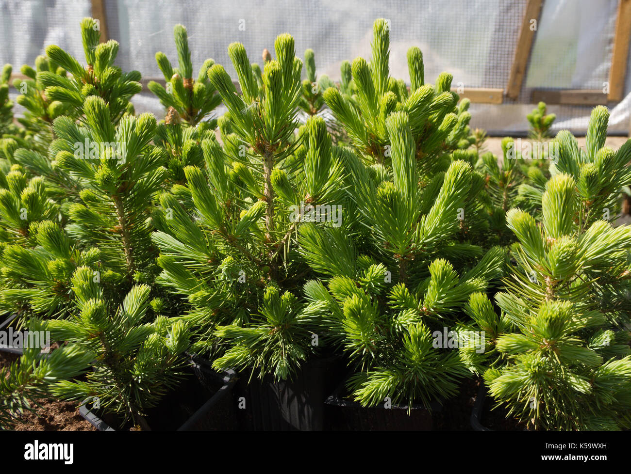 Young pine trees in a pots Stock Photo - Alamy