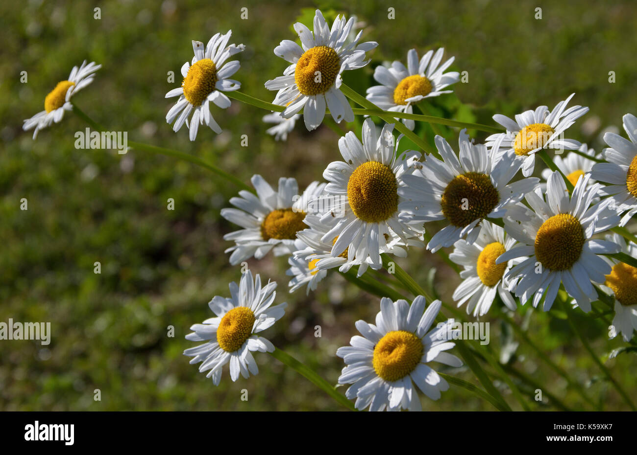 Old daisies growing in a garden Stock Photo - Alamy