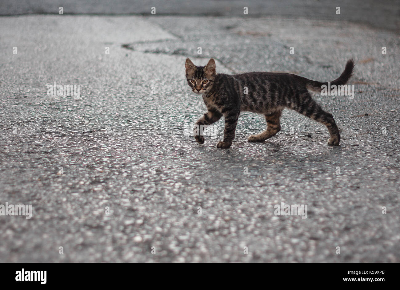 Cat road hi-res stock photography and images - Alamy