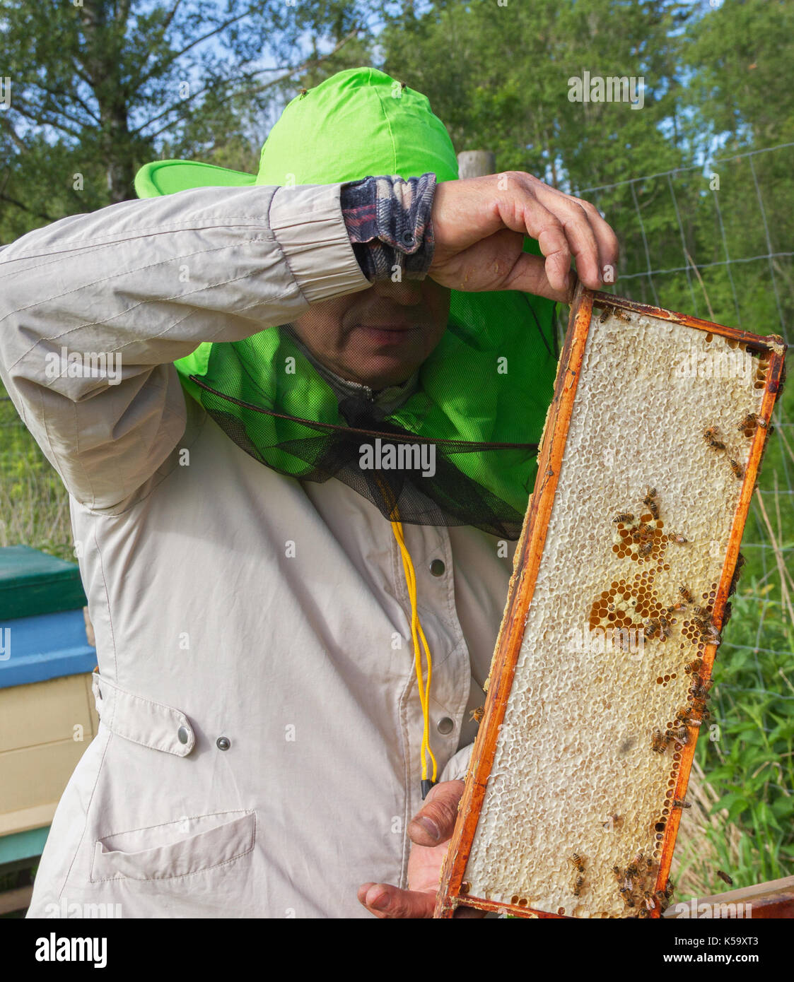 Beekeeper controlling beehives hi-res stock photography and images - Alamy