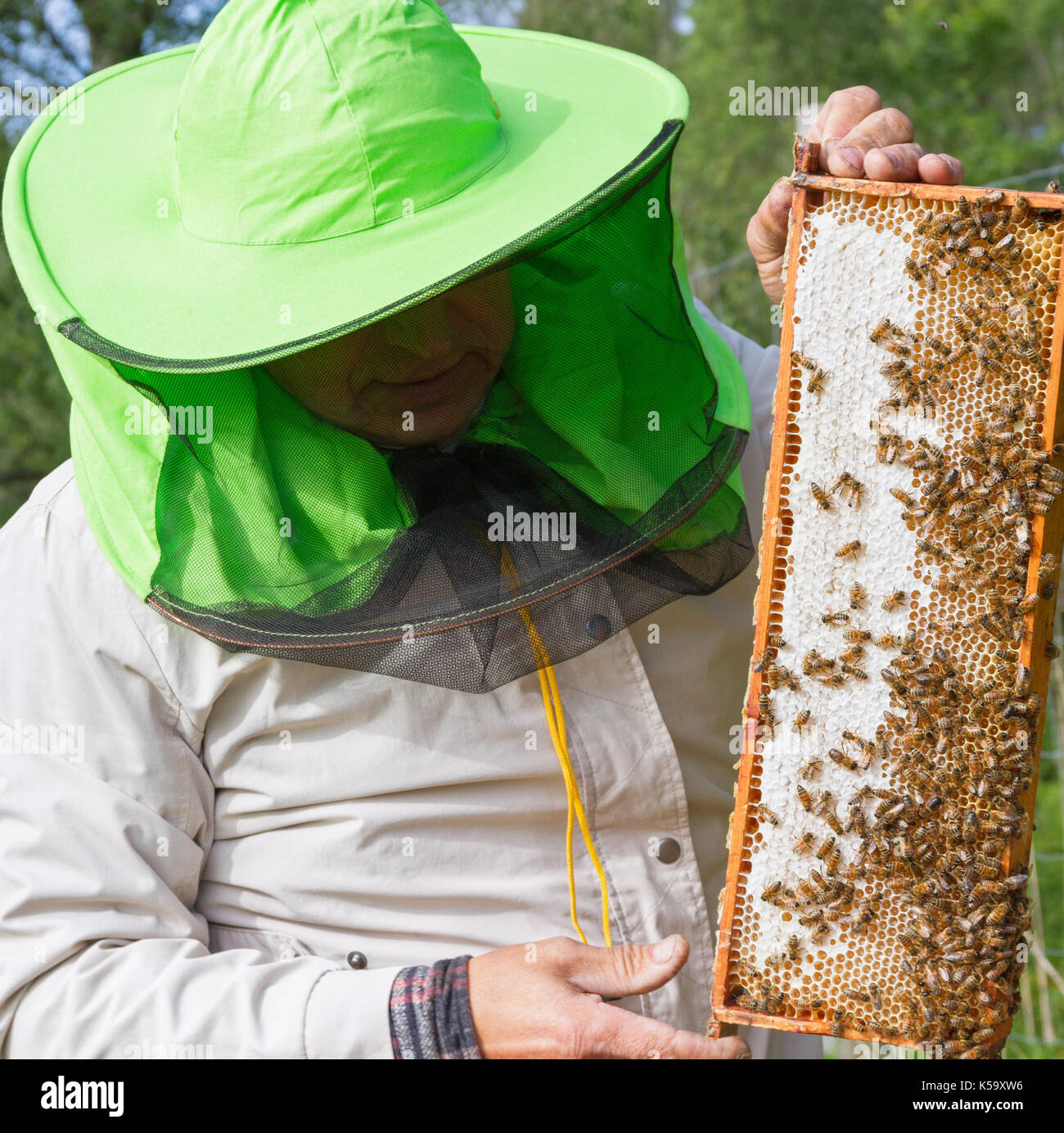 Work of beekeeper outside in a summer Stock Photo - Alamy