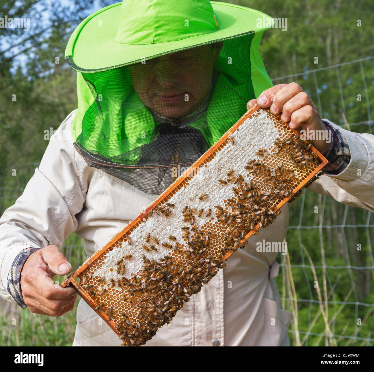Work of beekeeper outside in a summer Stock Photo - Alamy
