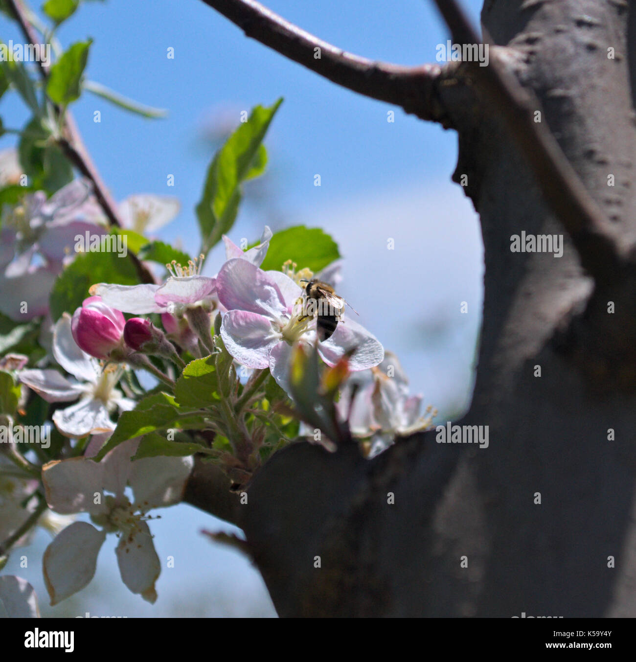 Bee working on apple flower Stock Photo - Alamy