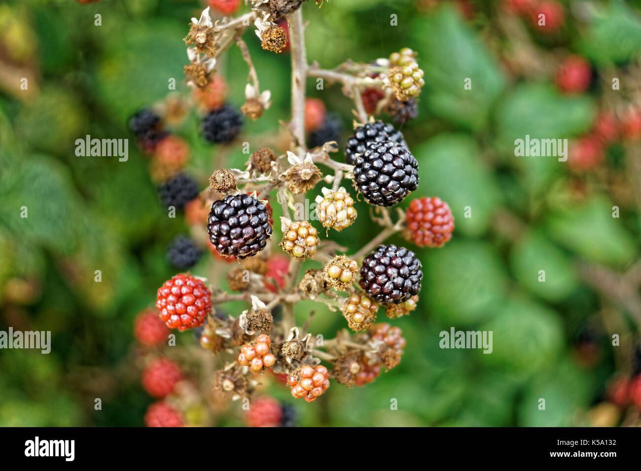 Blackberry Rosaceae Rubus Stock Photo - Alamy