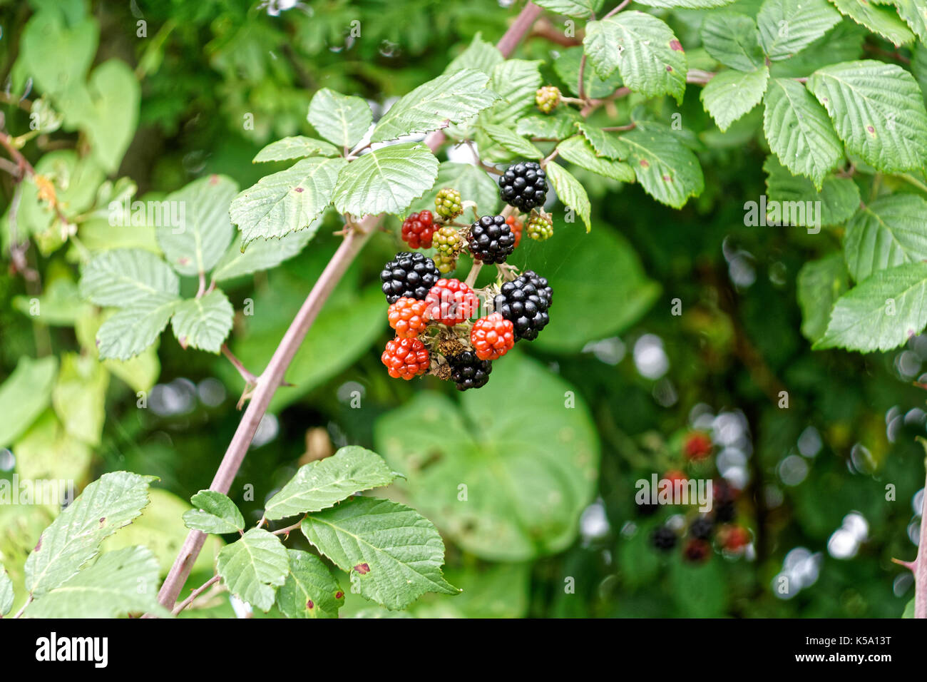 Rosaceae rubus hi-res stock photography and images - Alamy