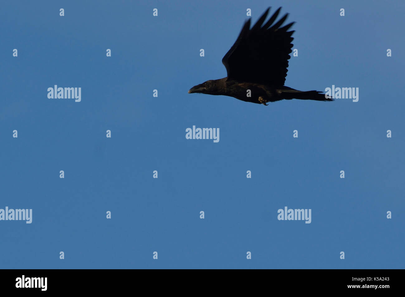 Raven in flight against the sky Stock Photo - Alamy