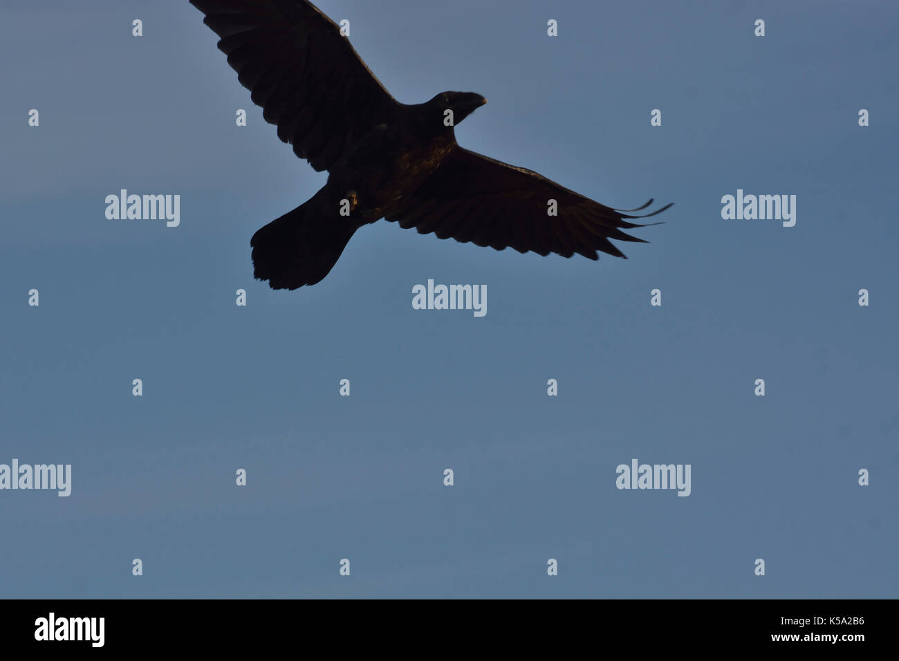 Raven in flight against the sky Stock Photo - Alamy