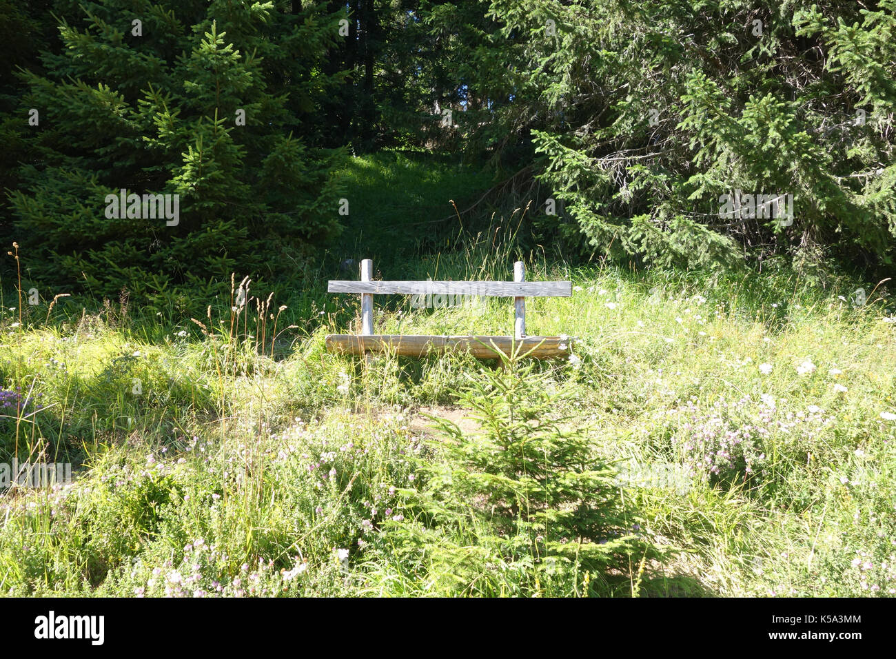 wooden bench in a forest Stock Photo - Alamy