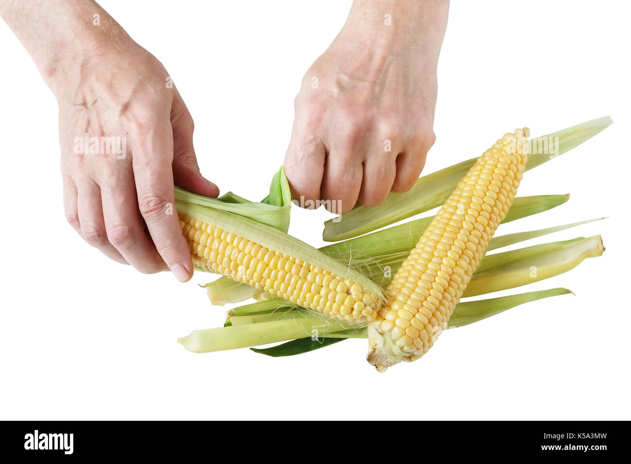 The elderly farmer is cleaning the corn cobs from the shell. Isolated ...