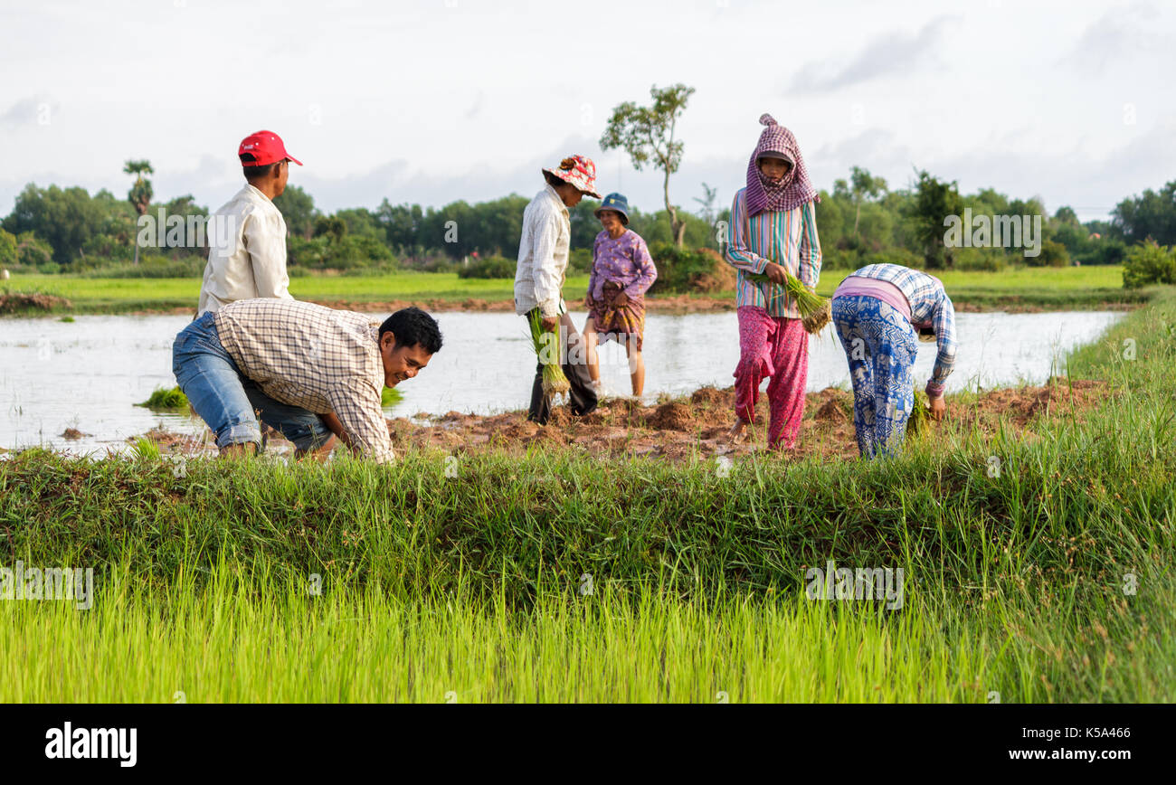 Paddy field cambodia hi-res stock photography and images - Alamy