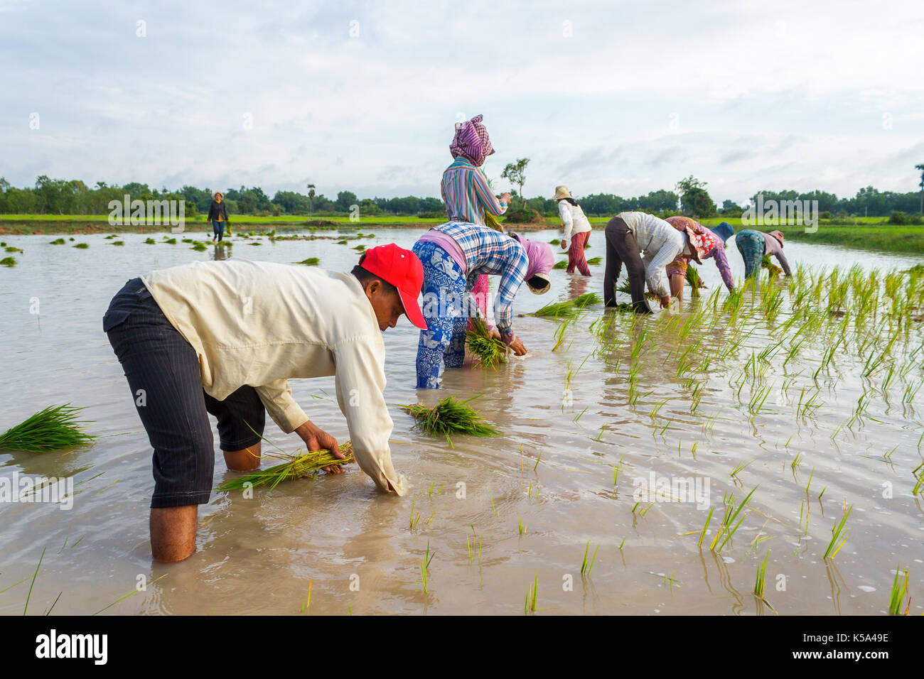 Rice field cambodia hi-res stock photography and images - Alamy