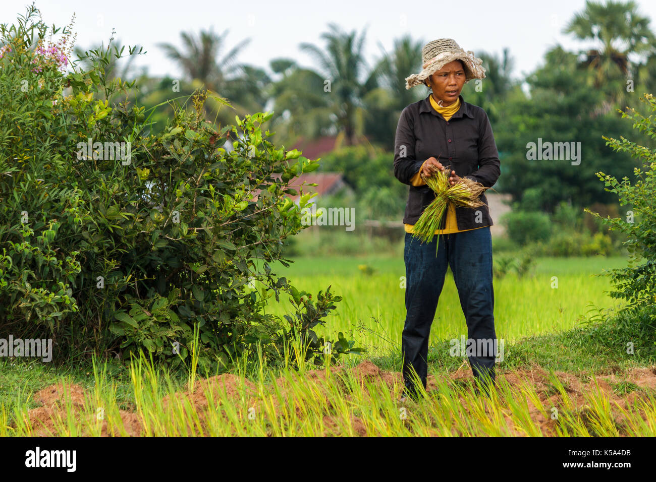 SIEM REAP, CAMBODIA - SEPTEMBER 12, 2015: A woman working in the rice ...