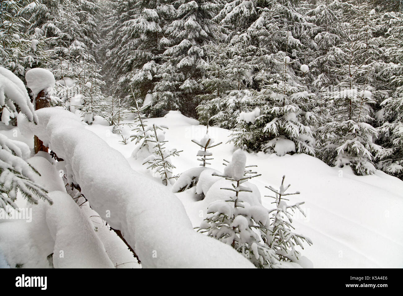 Snow falling fir trees hi-res stock photography and images - Alamy