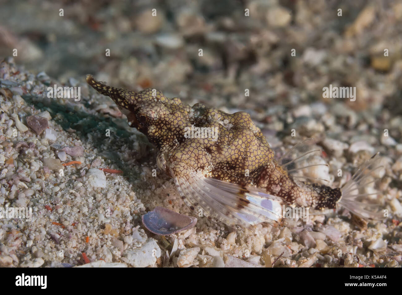 Seamoth hi-res stock photography and images - Alamy